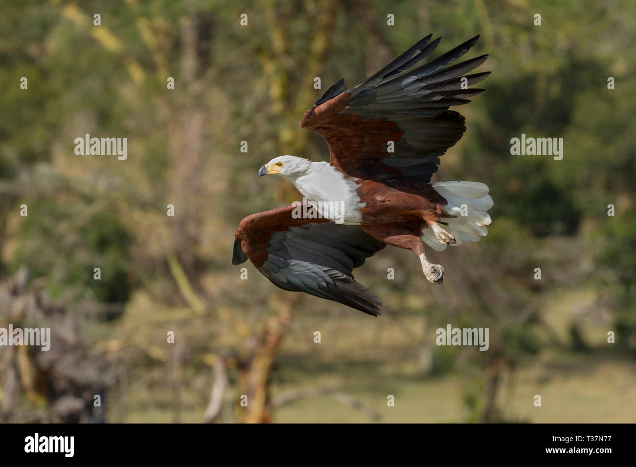An african fish eagle flying low over a small waterhole fishing for ...