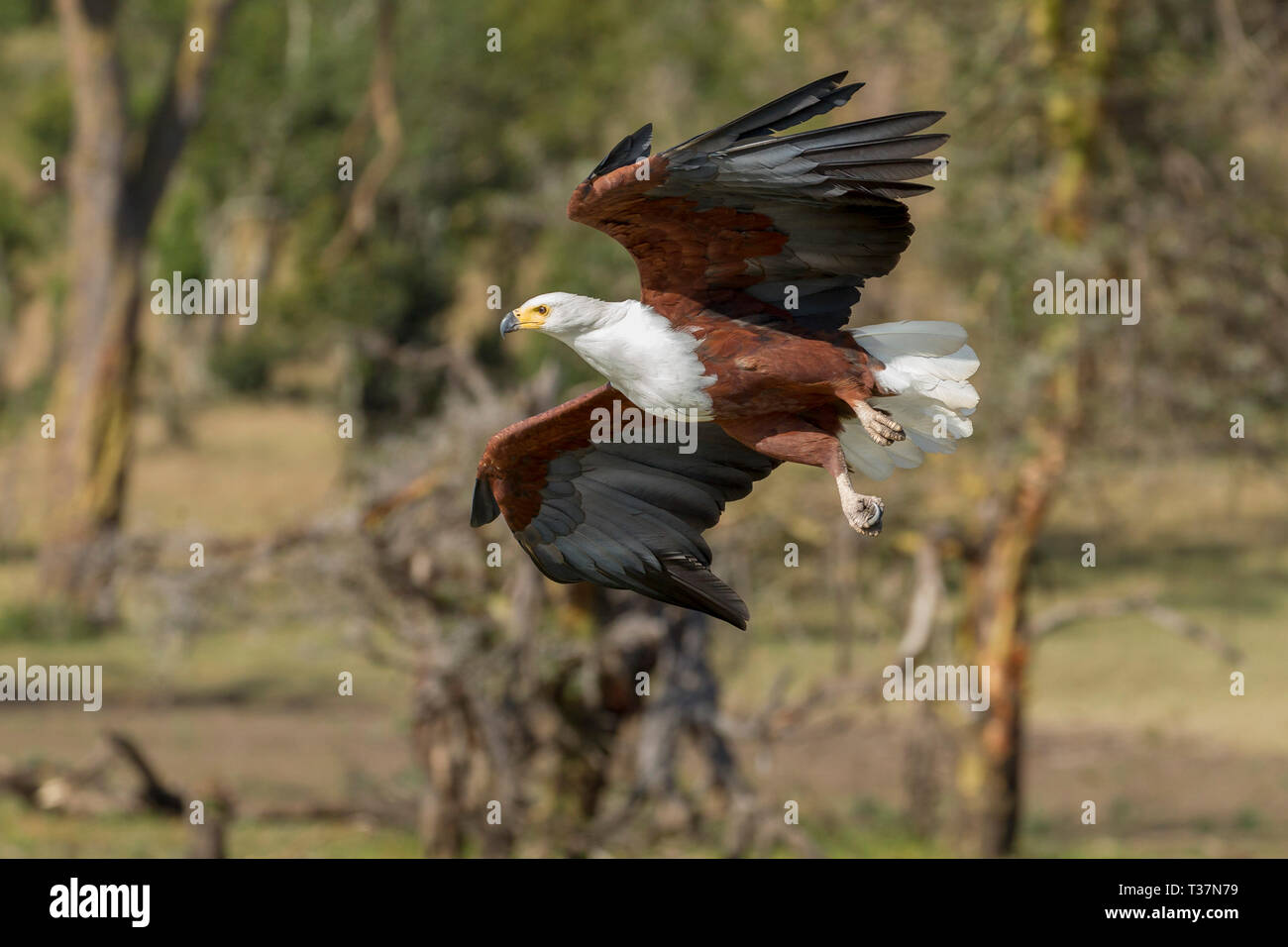 An african fish eagle flying low over a small waterhole fishing for ...