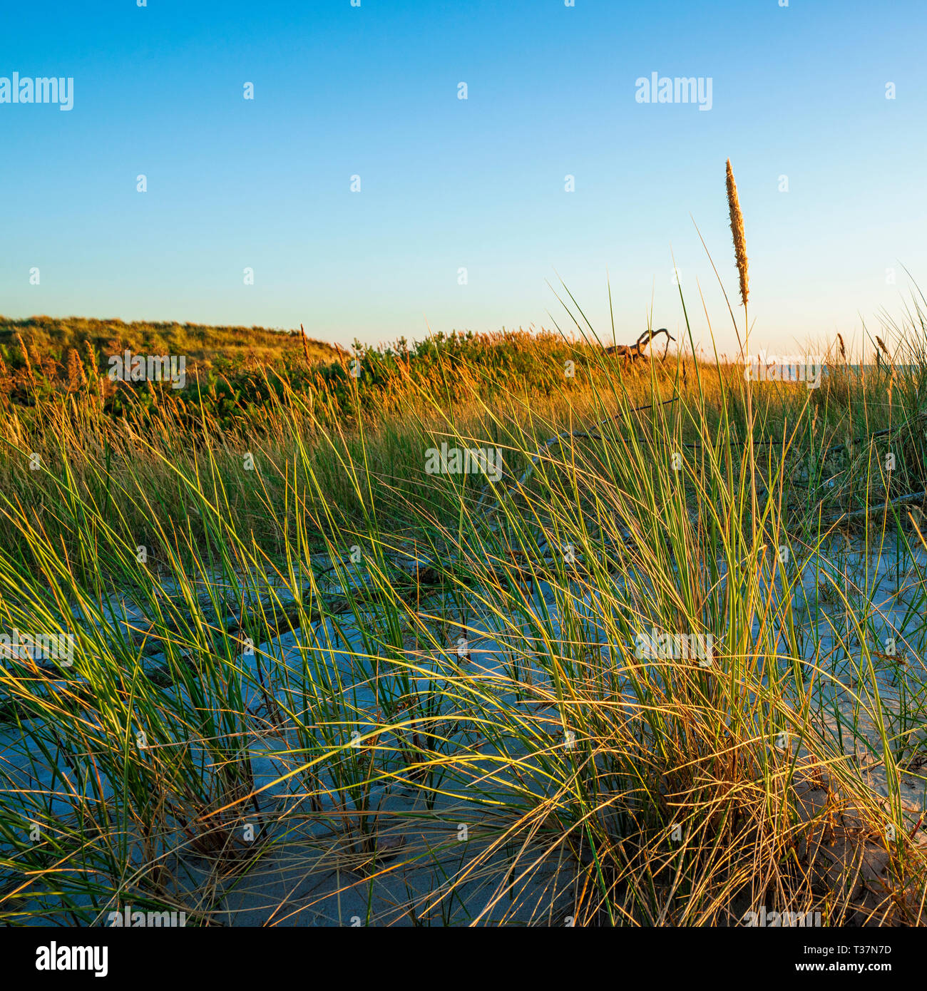 Sand beach at the Baltic Sea, Germany Stock Photo - Alamy
