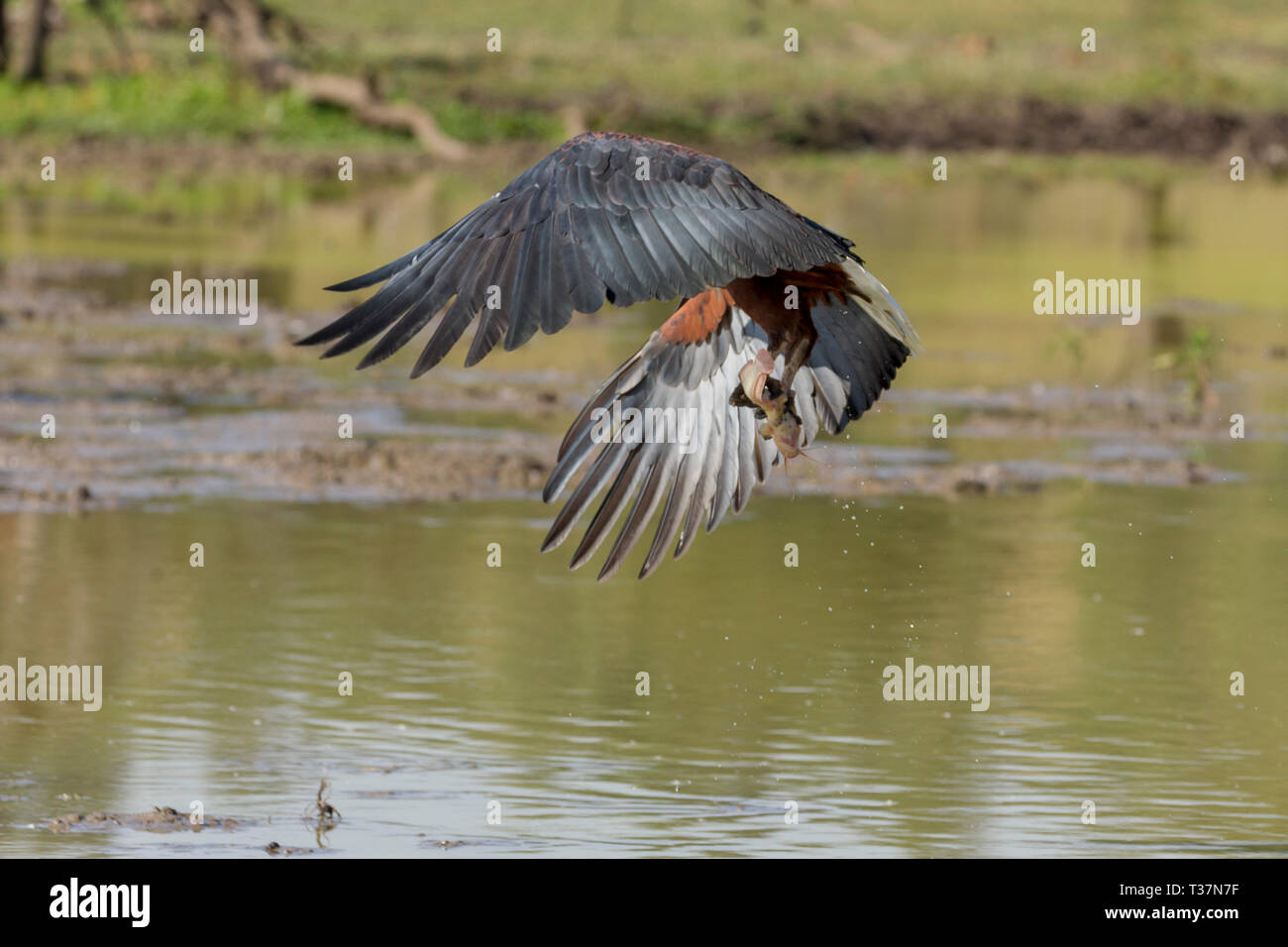 An african fish eagle flying low over a small waterhole fishing for ...