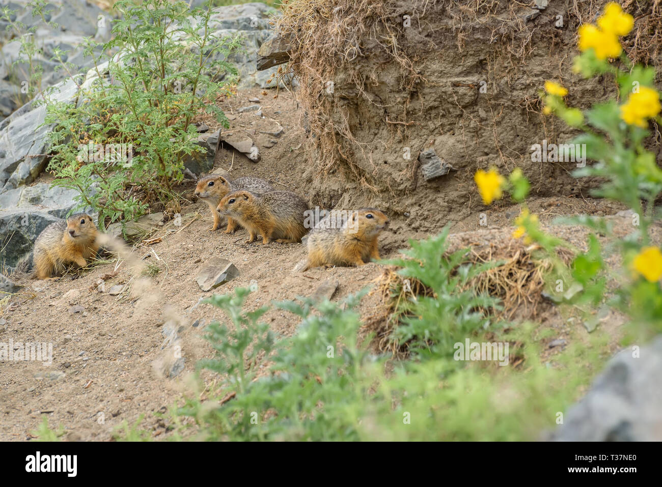 Gopher burrow hi-res stock photography and images - Alamy