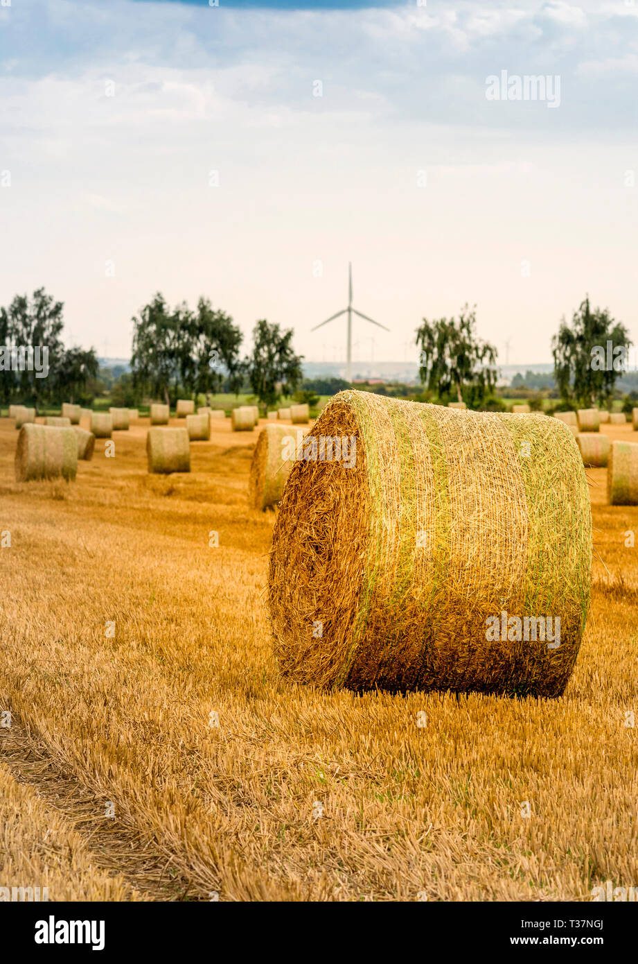 Empty stable straw hi-res stock photography and images - Alamy