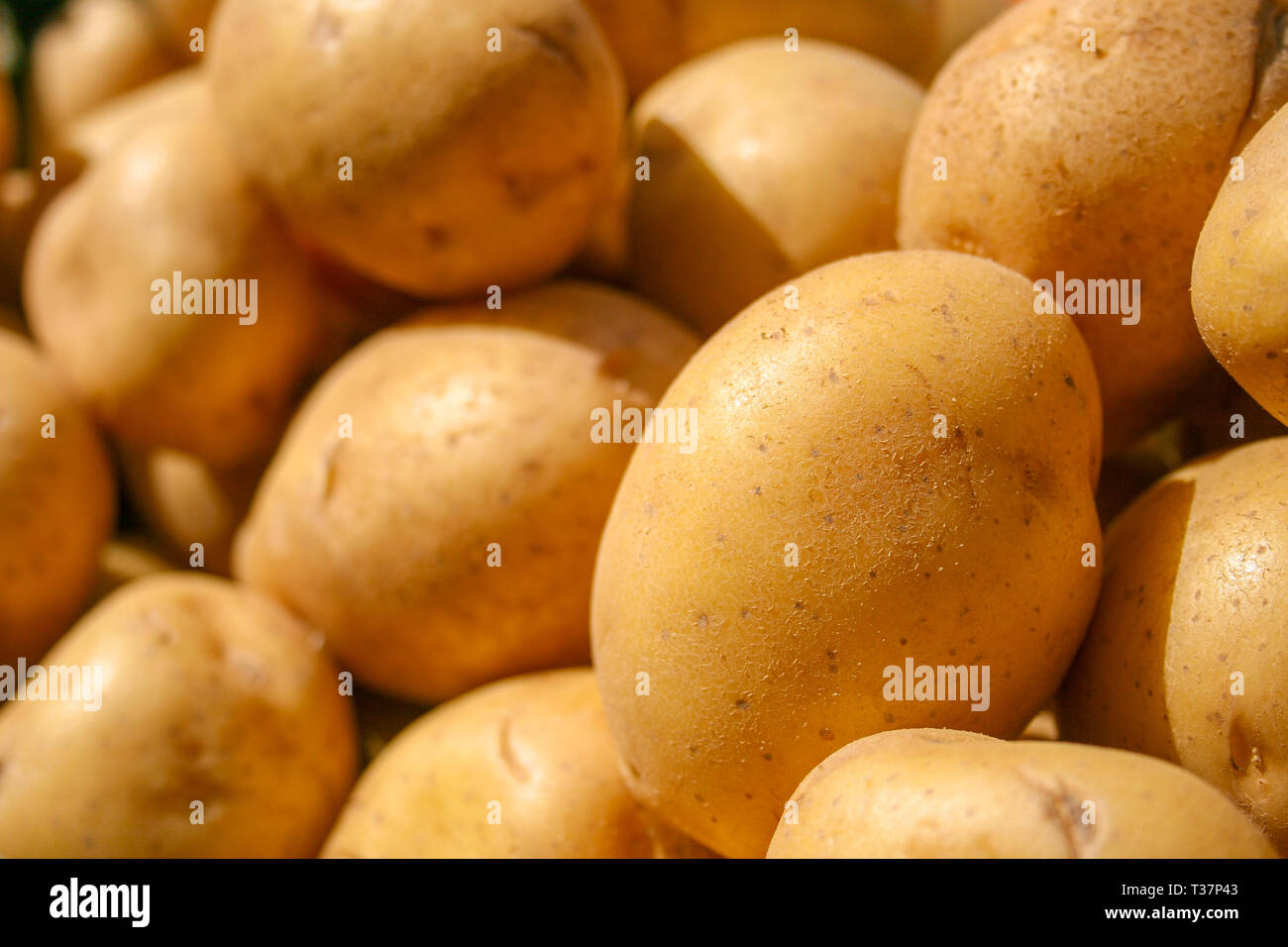 Fresh organic potato stand out among many large background potatoes in ...