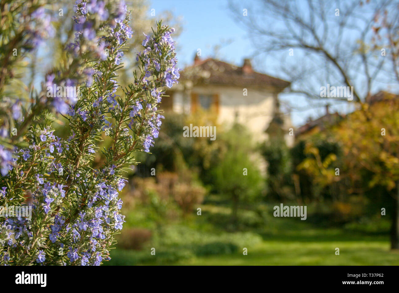Rosemary plant in bloom with blurred background a park and an ancient ...