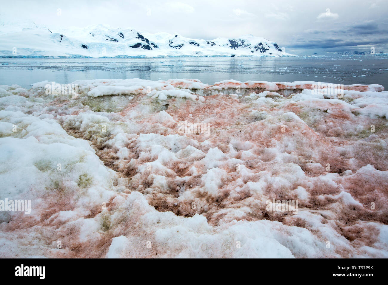 Red algae in snow at Neko Harbour in Andvord Bay, Antarctic Peninsular ...