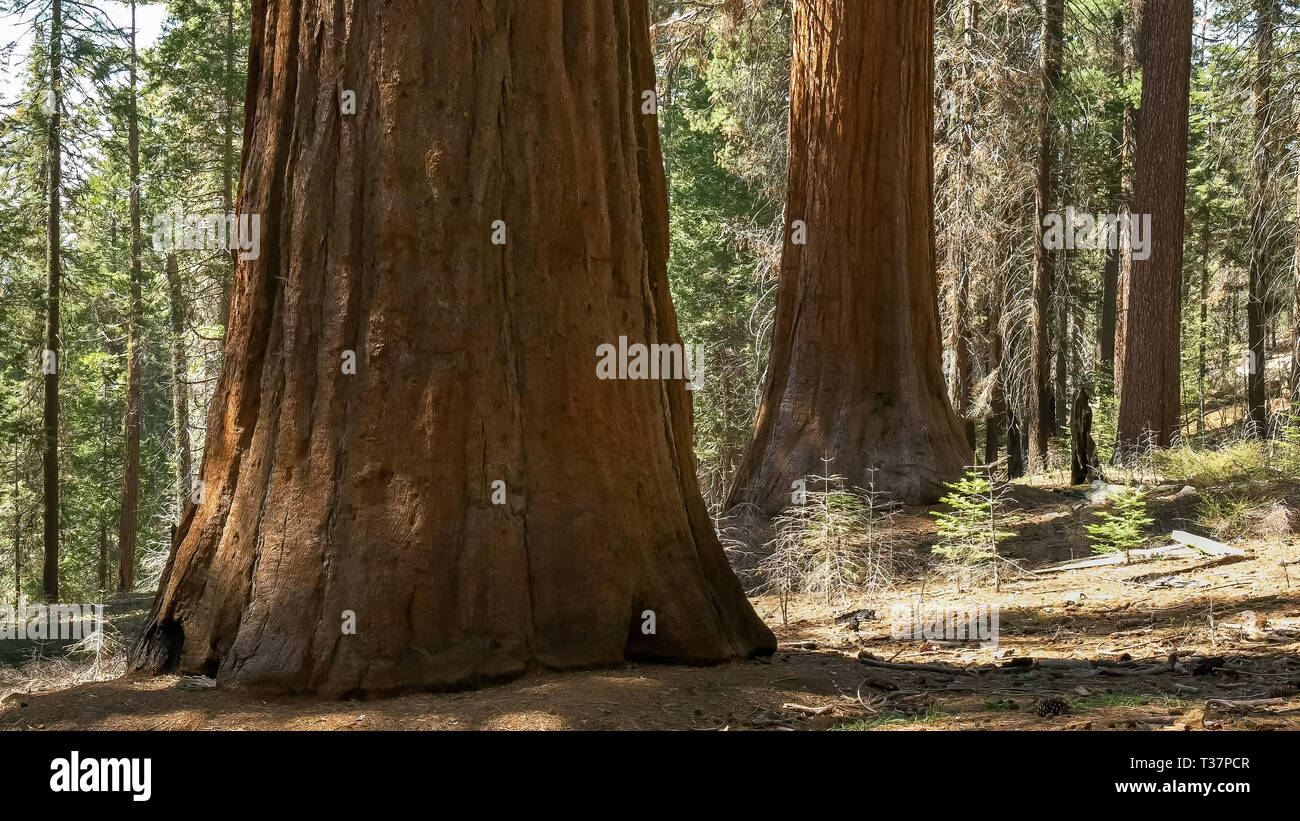 tuolumne grove of giant sequoias in yosemite national park Stock Photo ...