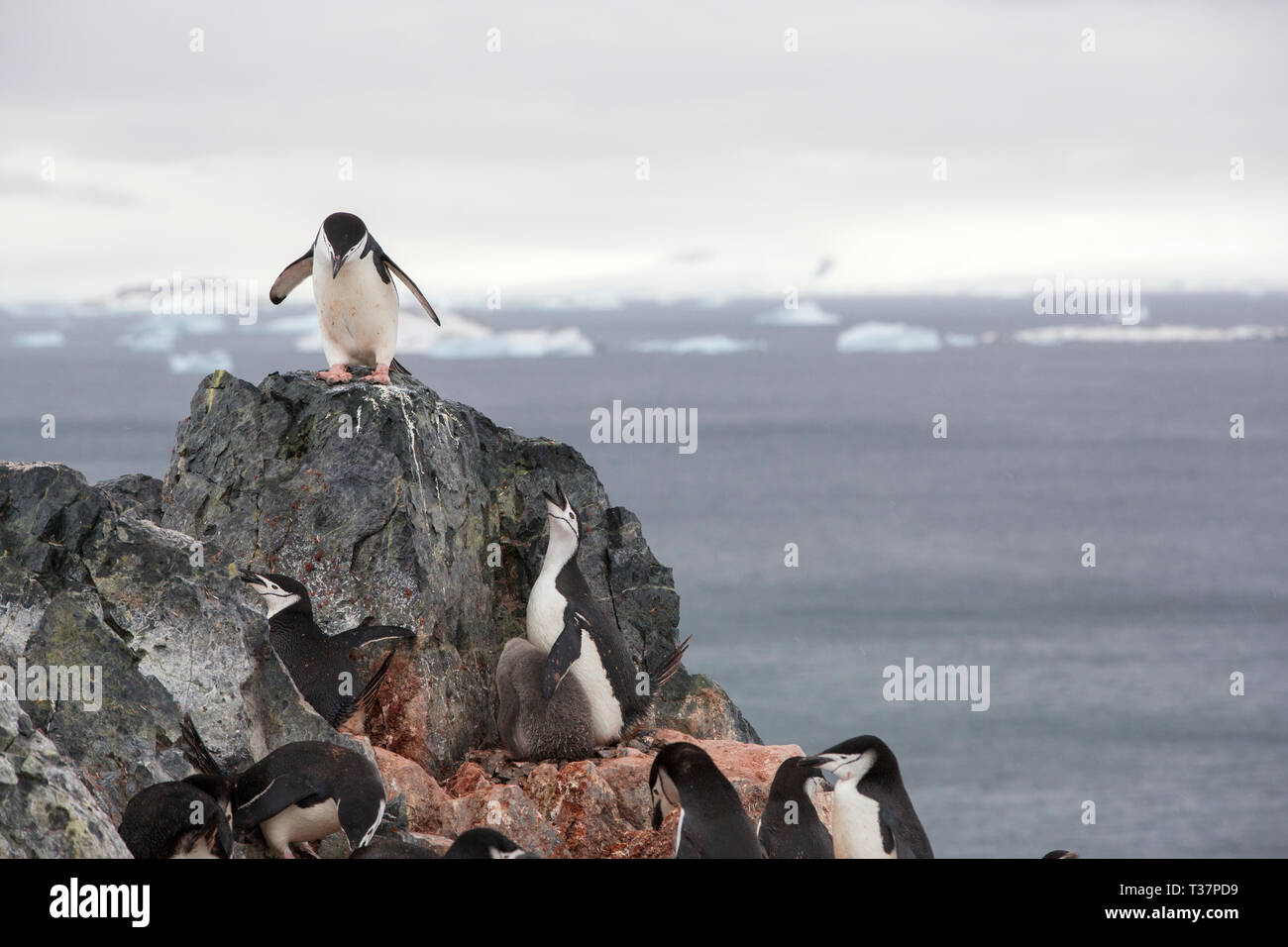 Chinstrap Penguin, Pygoscelis antarcticus nesting at Orne Harbour ...