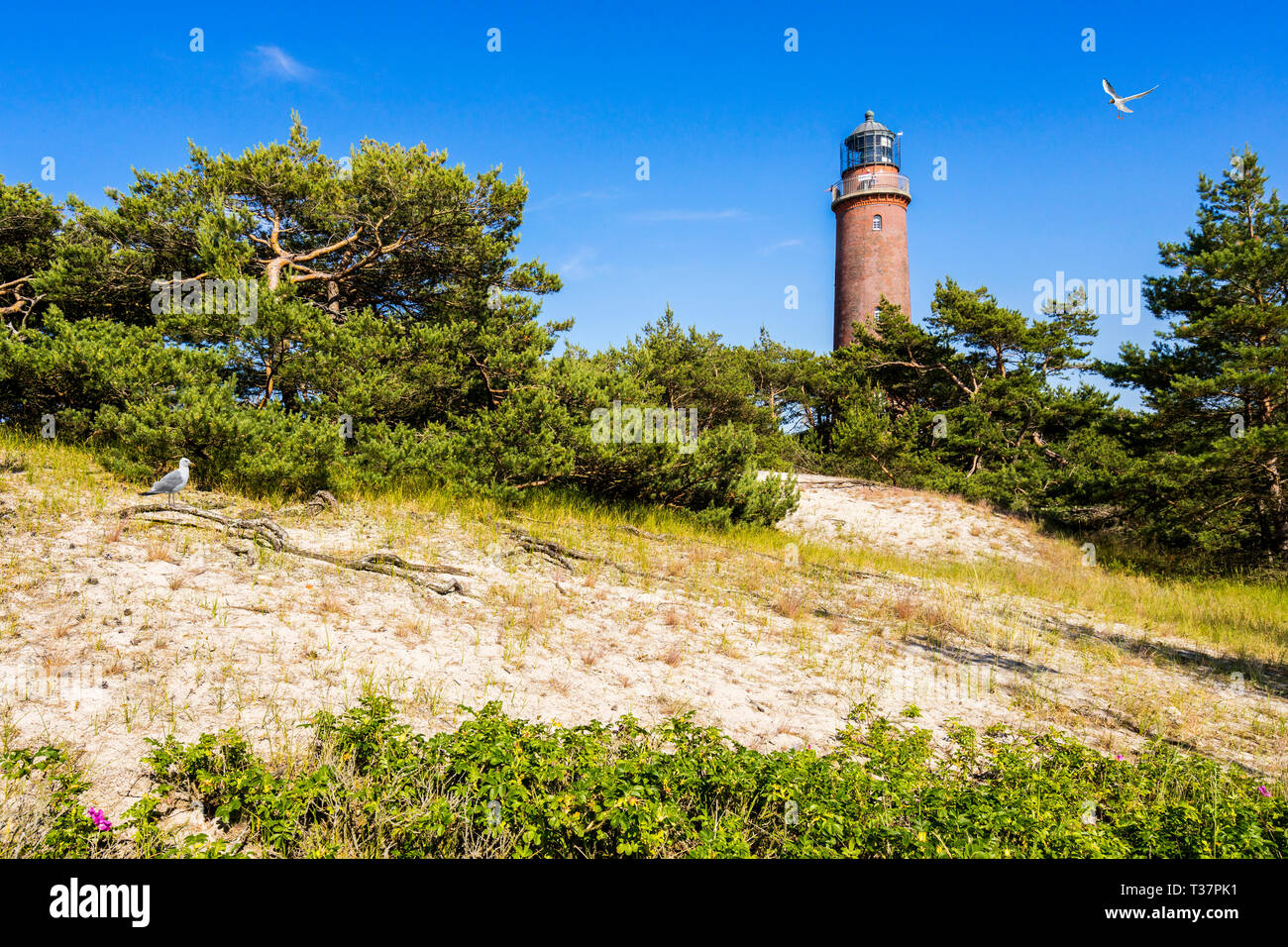 West beach of Prerow and lighthouse Stock Photo - Alamy