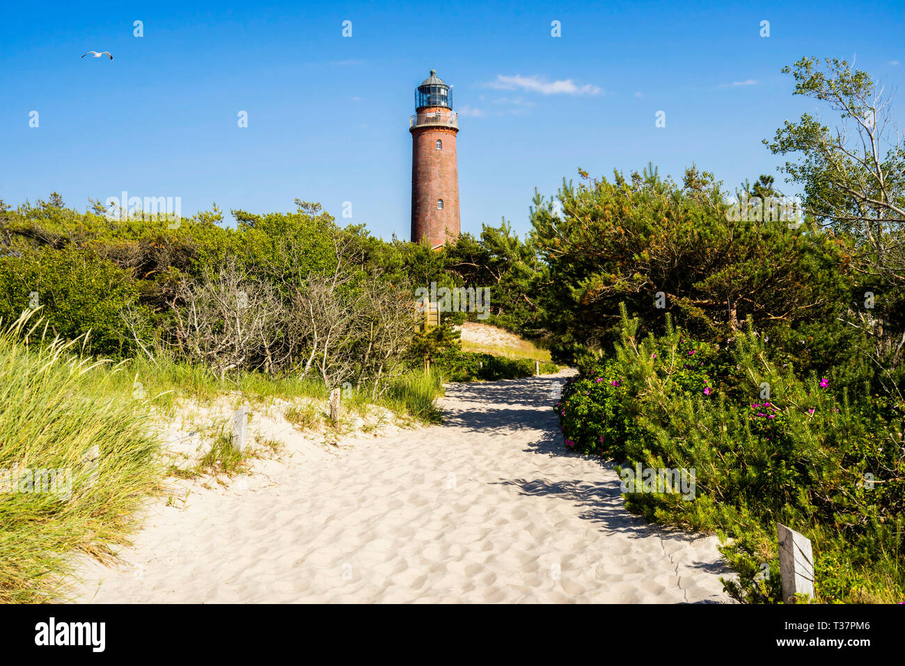 West beach of Prerow and lighthouse Stock Photo - Alamy