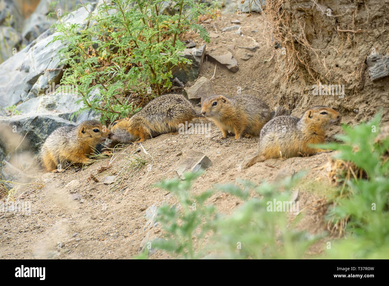 Gopher burrow hi-res stock photography and images - Alamy