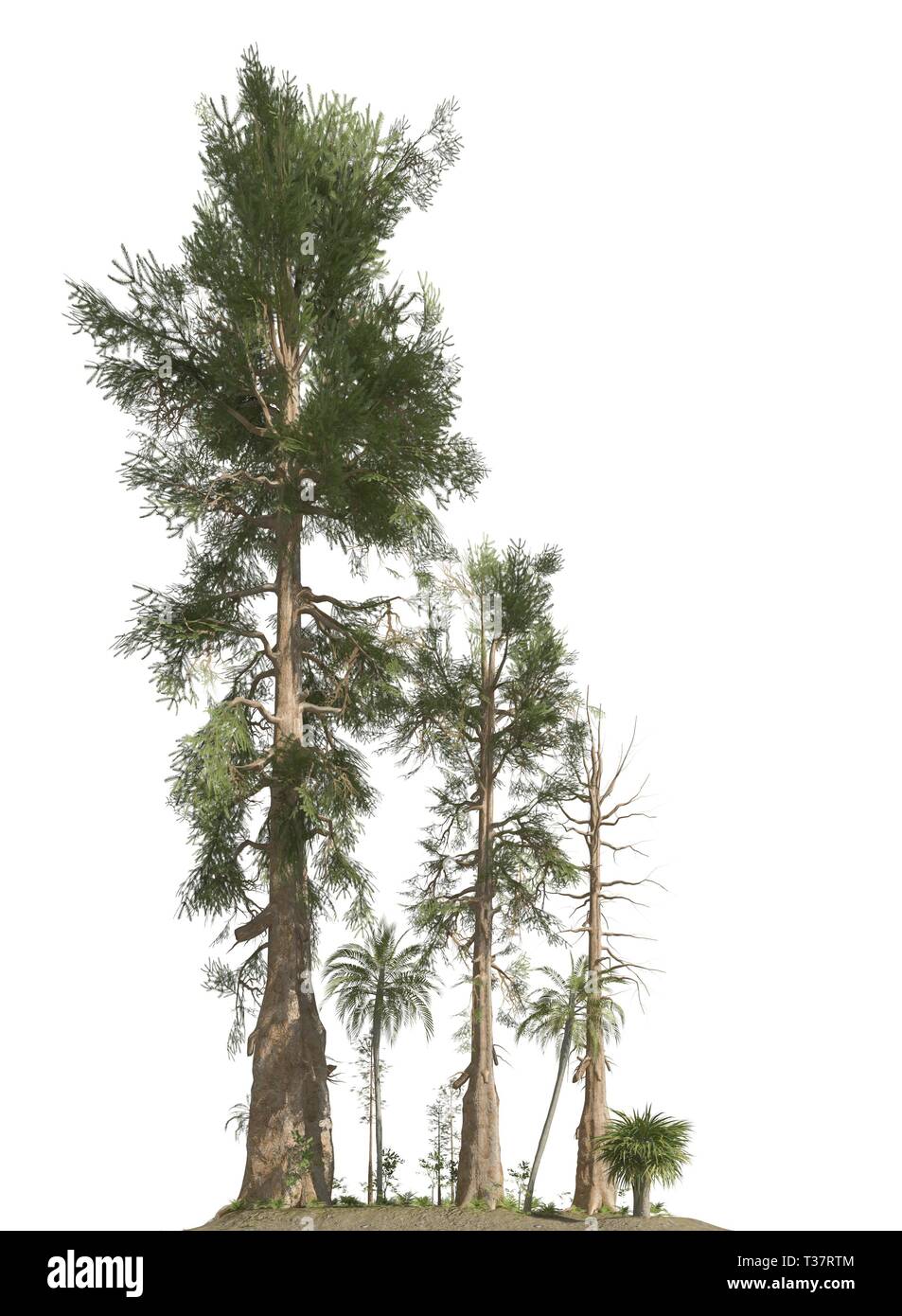 3D illustration trees of the mesozoic era isolated on white background ...