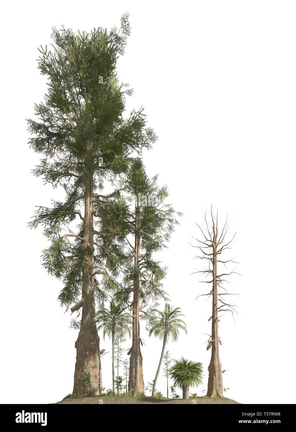 3D illustration trees of the mesozoic era isolated on white background ...
