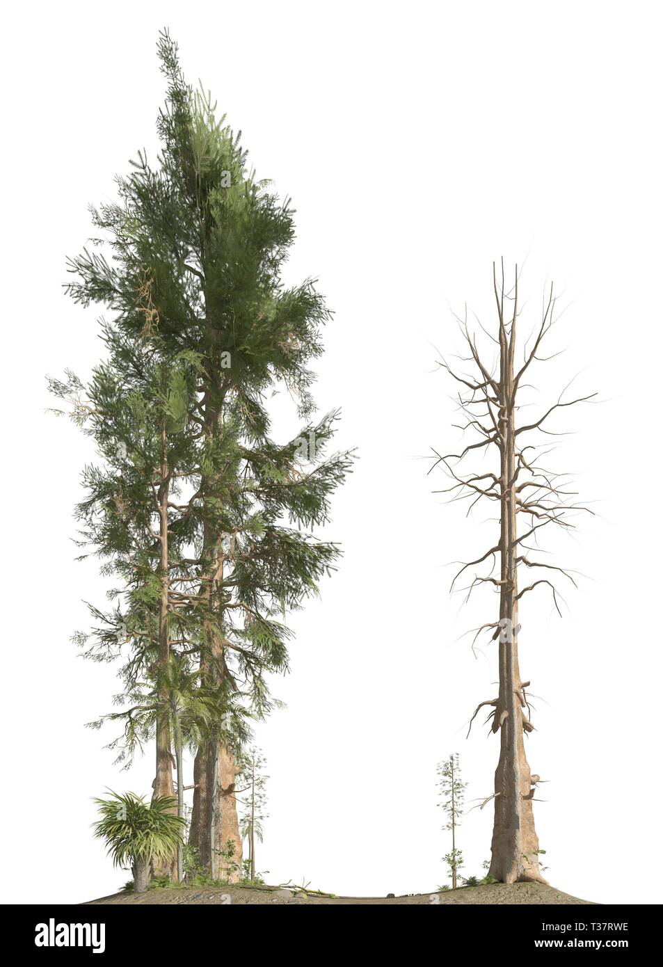 3D illustration trees of the mesozoic era isolated on white background ...
