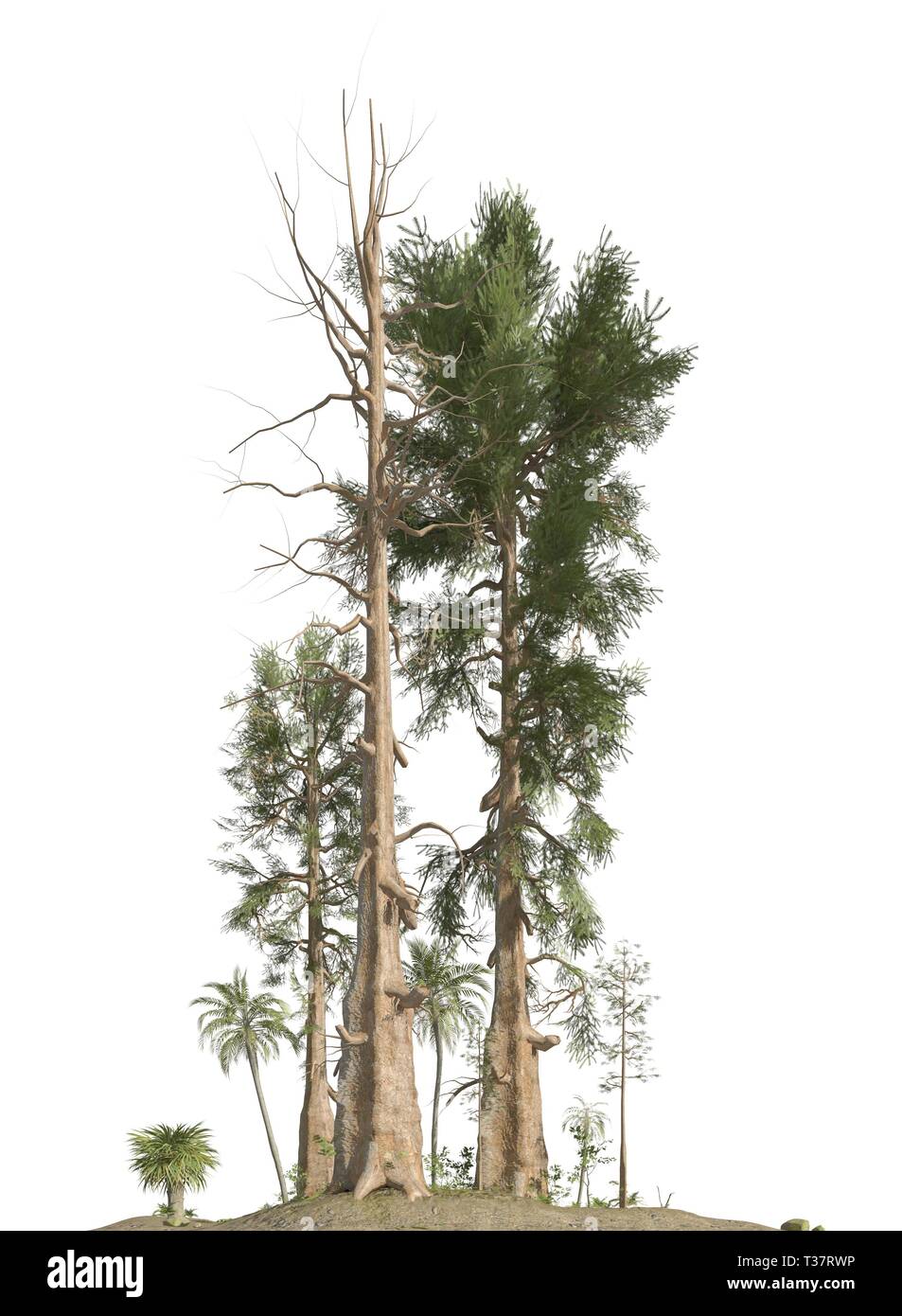3D illustration trees of the mesozoic era isolated on white background ...