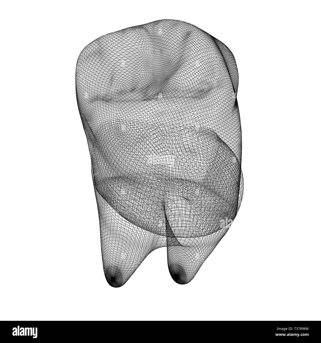 Mesh model of tooth. 3d illustration Stock Photo - Alamy