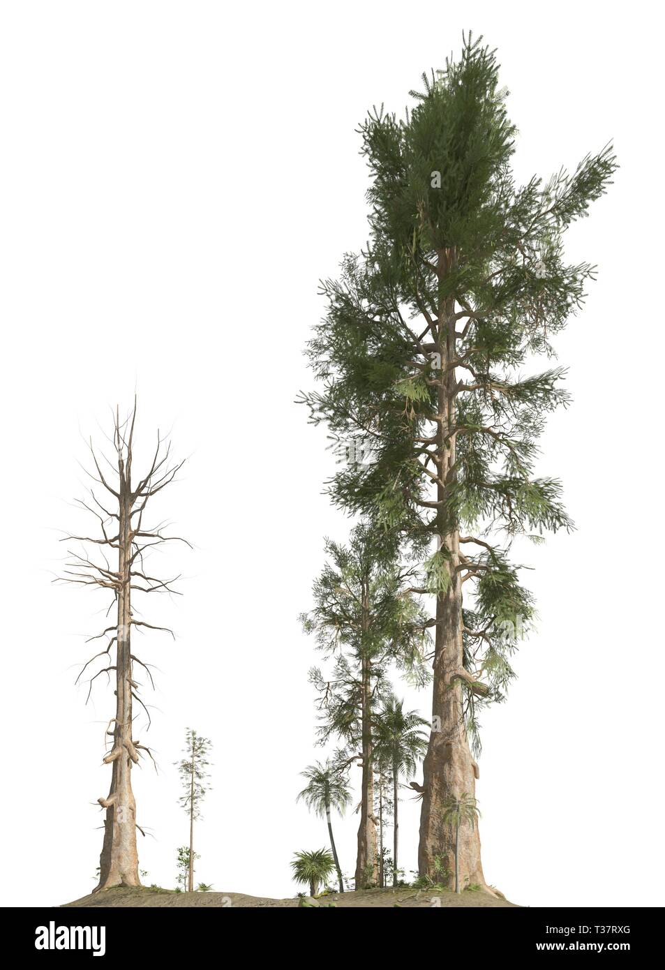 3D illustration trees of the mesozoic era isolated on white background ...