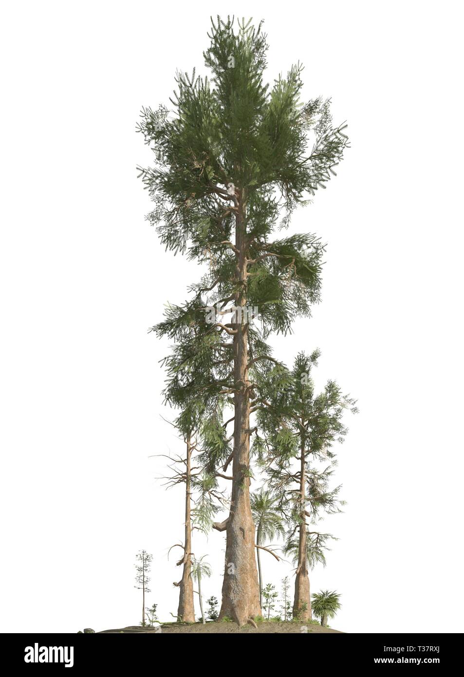 3D illustration trees of the mesozoic era isolated on white background ...