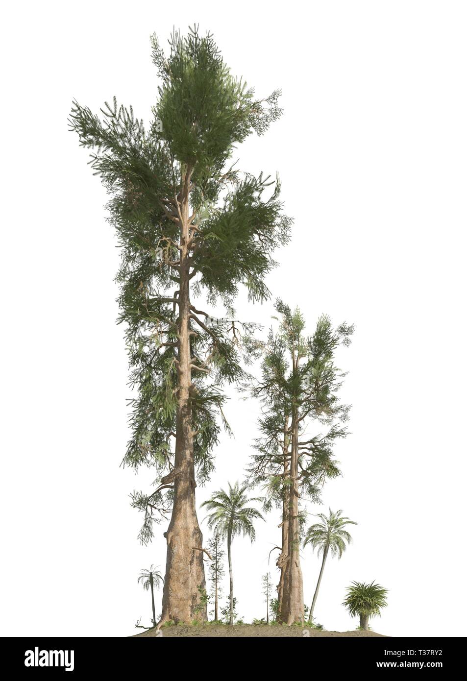 3D illustration trees of the mesozoic era isolated on white background ...