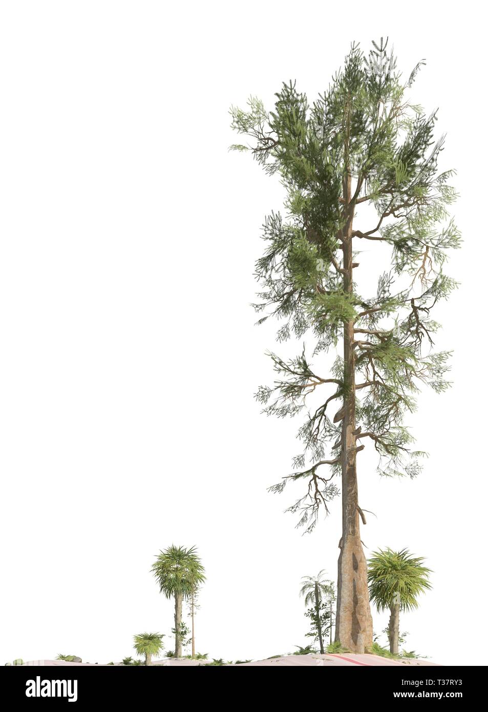 3D illustration trees of the mesozoic era isolated on white background ...