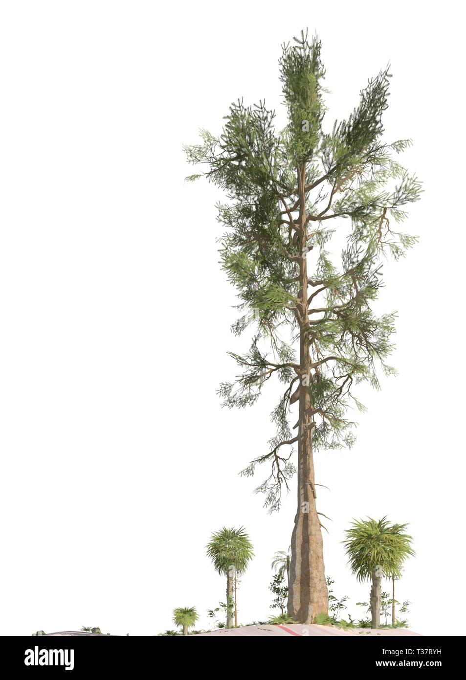 3D illustration trees of the mesozoic era isolated on white background ...