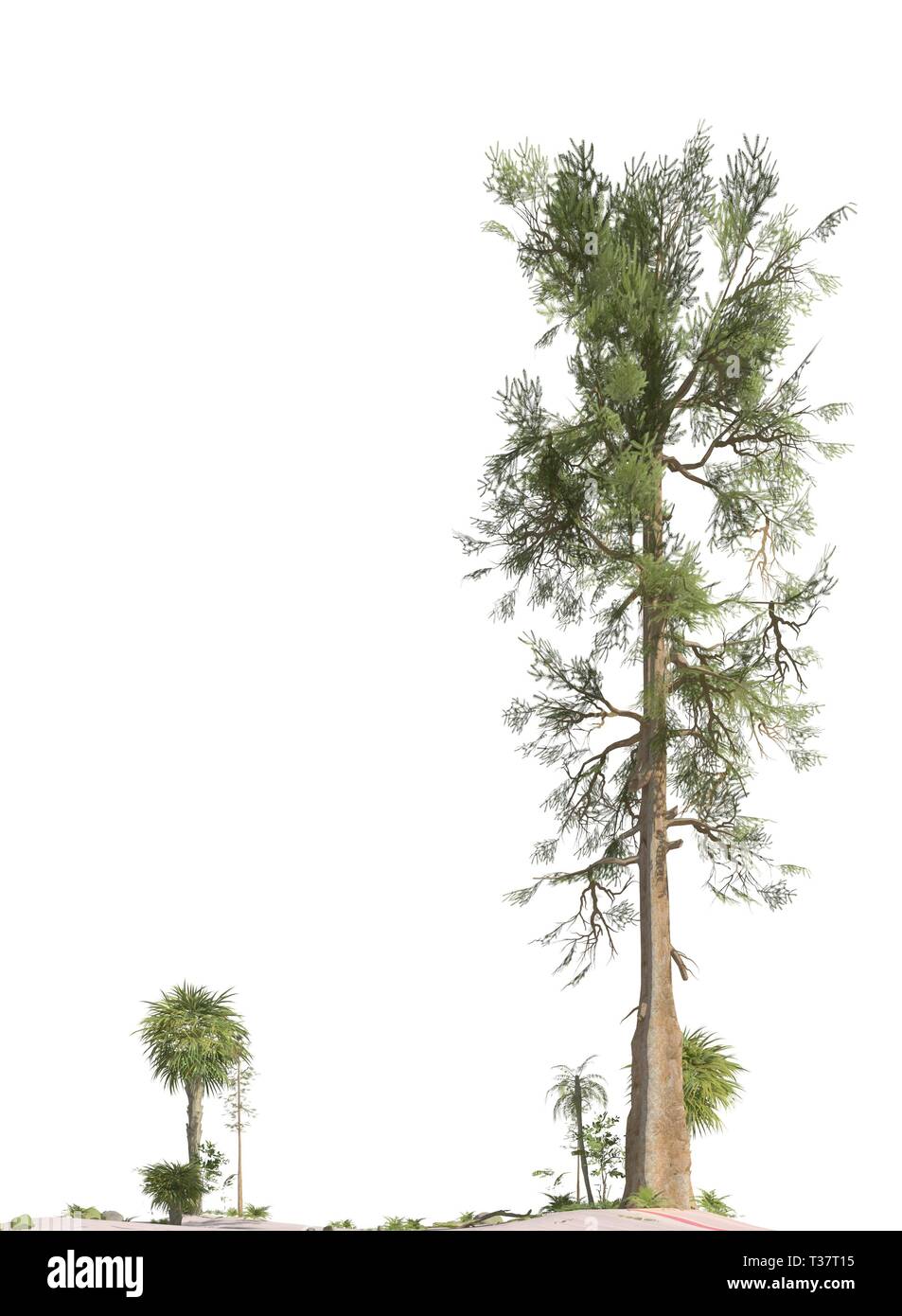 3D illustration trees of the mesozoic era isolated on white background ...