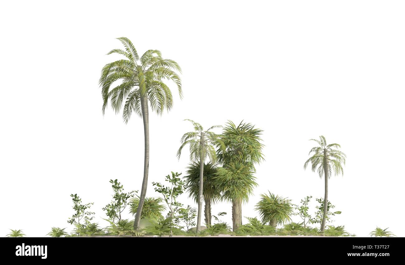 3D illustration trees of the mesozoic era isolated on white background ...