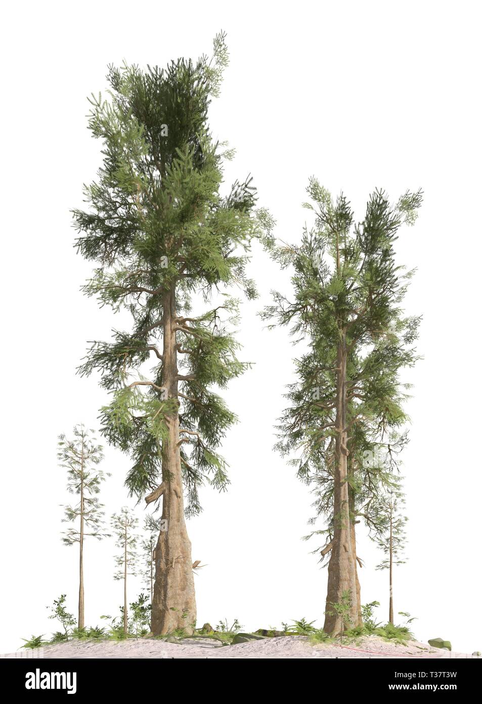 3D illustration trees of the mesozoic era isolated on white background ...