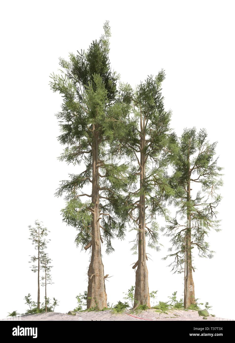 3D illustration trees of the mesozoic era isolated on white background ...