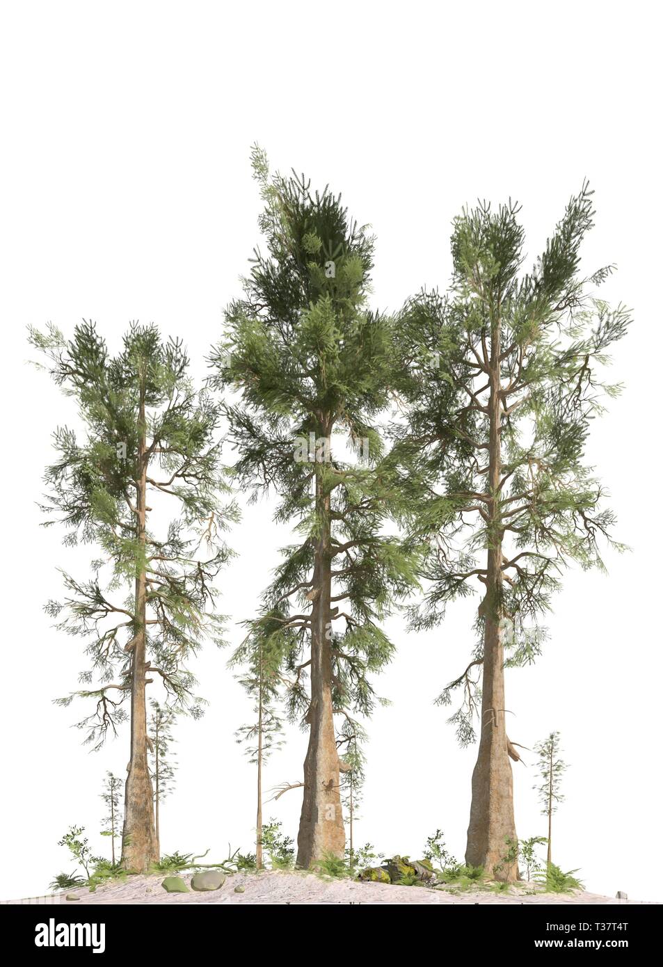 3D illustration trees of the mesozoic era isolated on white background ...