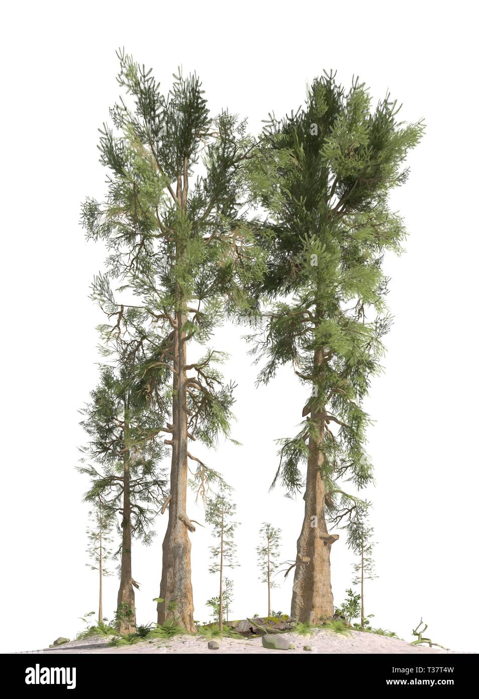 3D illustration trees of the mesozoic era isolated on white background ...