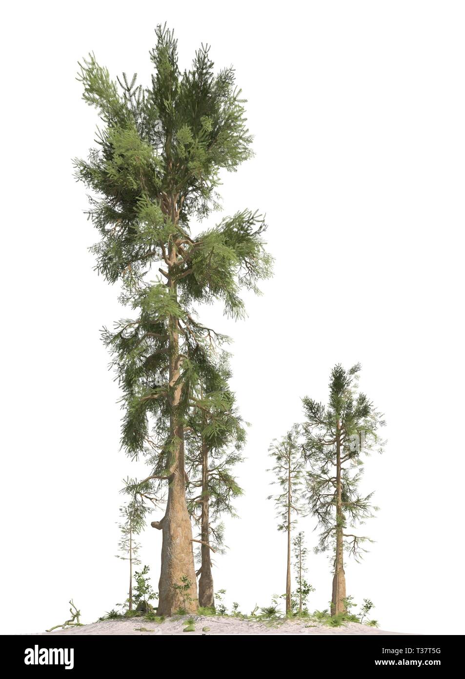 3D illustration trees of the mesozoic era isolated on white background ...