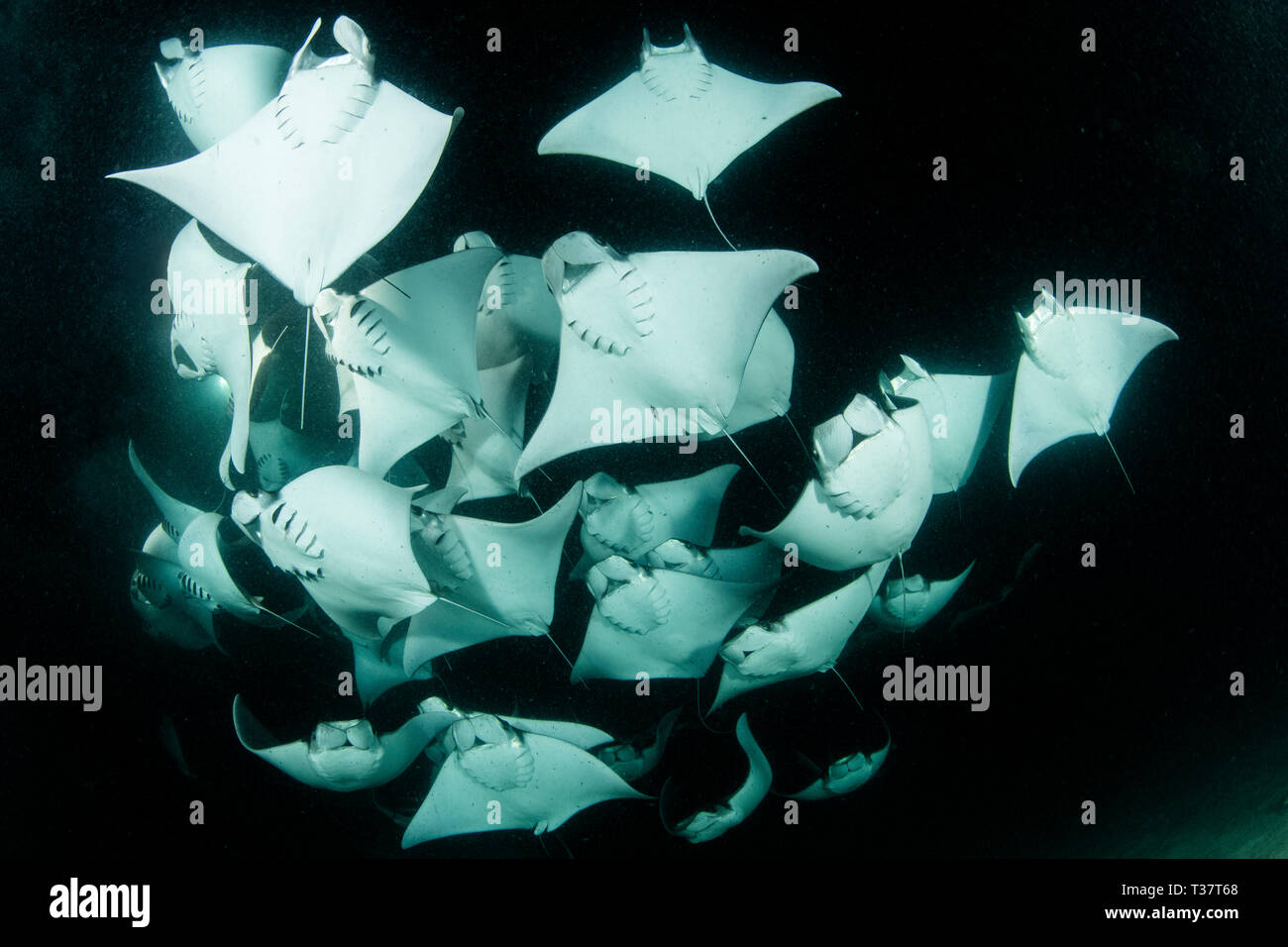 Munks Devil Ray feeding on plankton at night, Mobula munkiana, La Paz ...