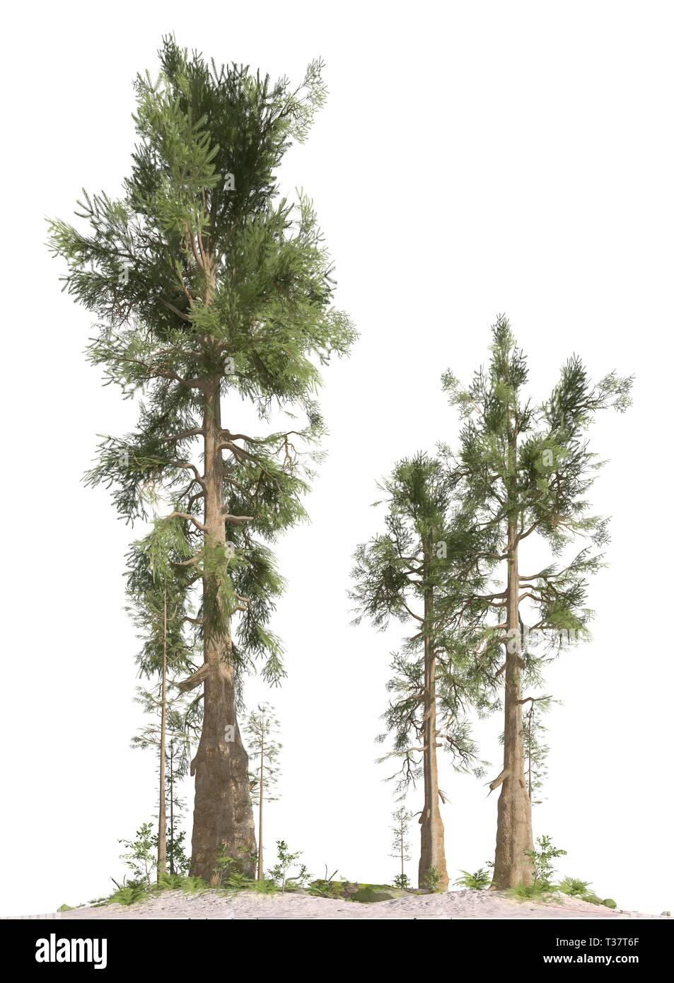 3D illustration trees of the mesozoic era isolated on white background ...