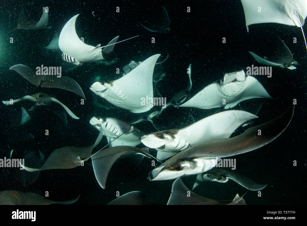 Munks Pygmy Devil Ray High Resolution Stock Photography and Images - Alamy