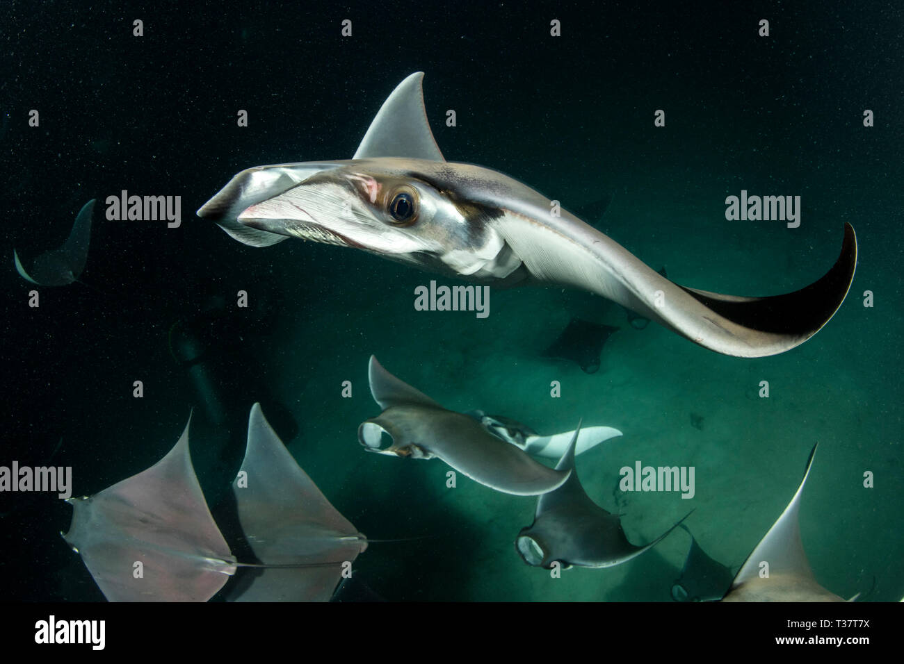 Munks Devil Ray feeding on plankton at night, Mobula munkiana, La Paz ...