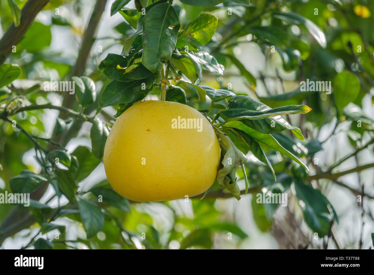 Mature grapefruit hanging on a tree at Temple City, Los Angeles ...