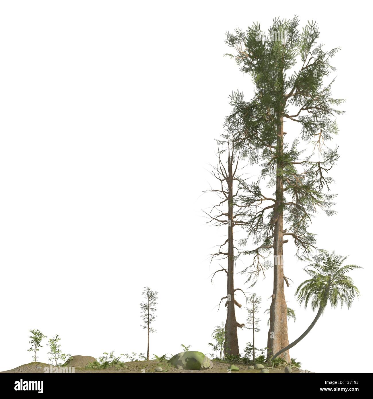 3D illustration trees of the mesozoic era isolated on white background ...