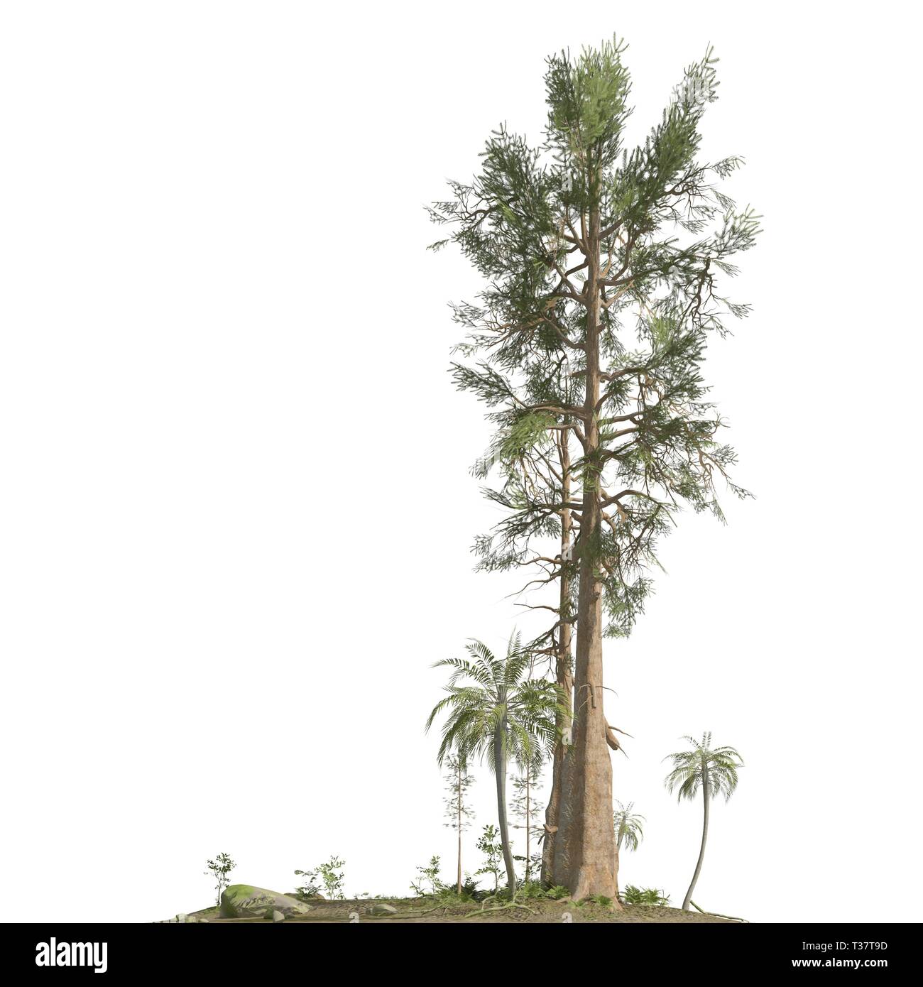 3D illustration trees of the mesozoic era isolated on white background ...
