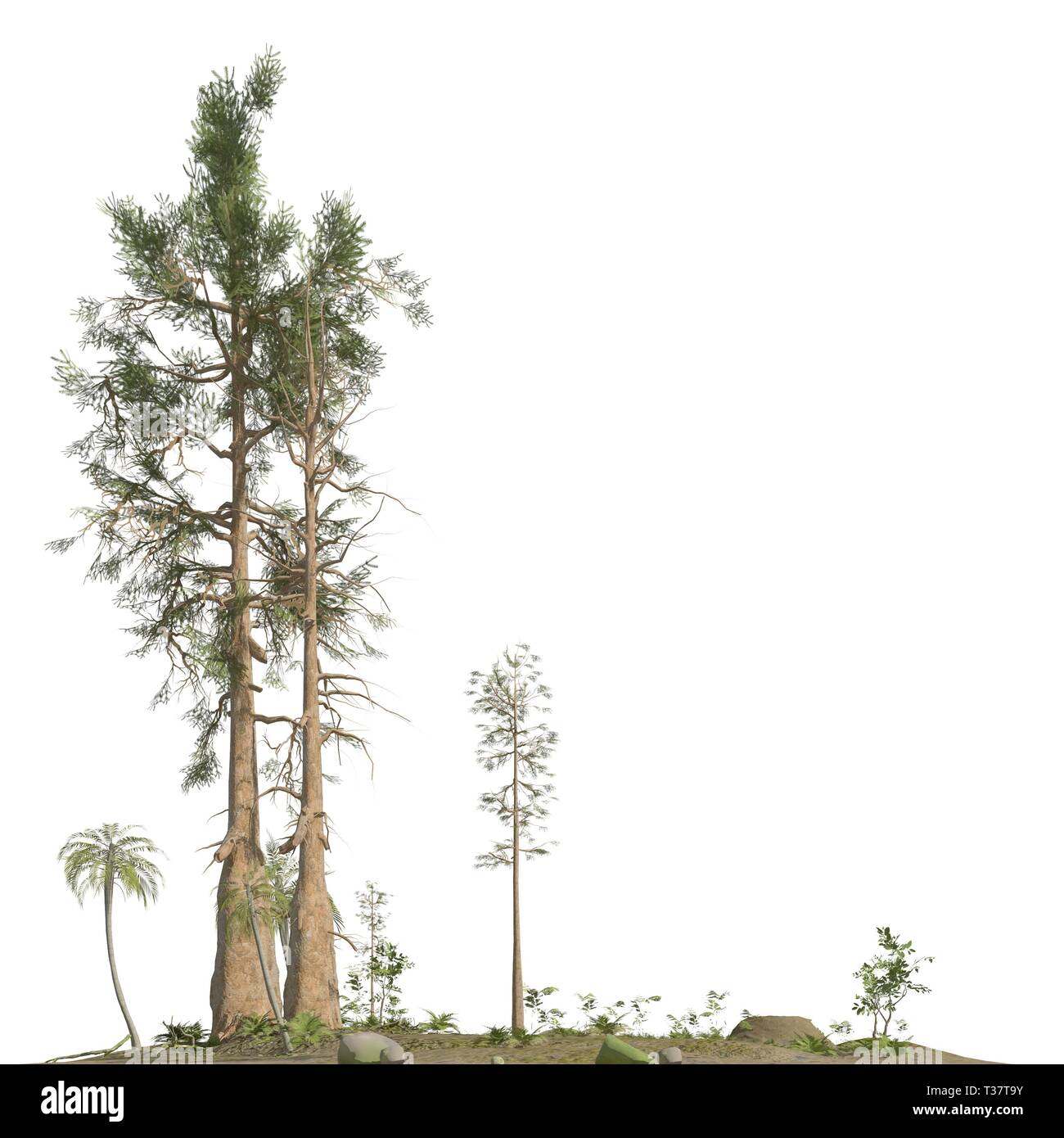 3D illustration trees of the mesozoic era isolated on white background ...