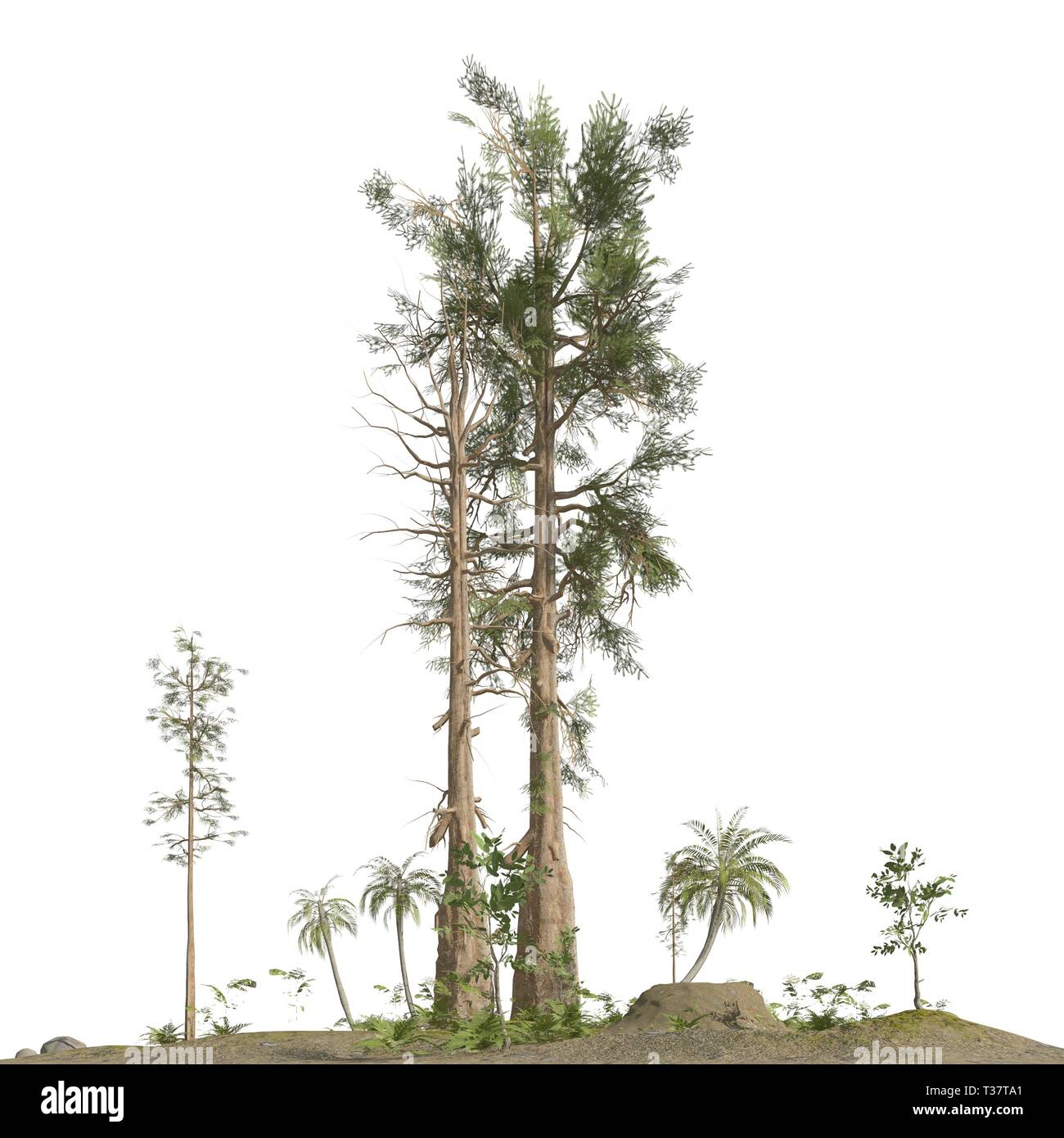 3D illustration trees of the mesozoic era isolated on white background ...