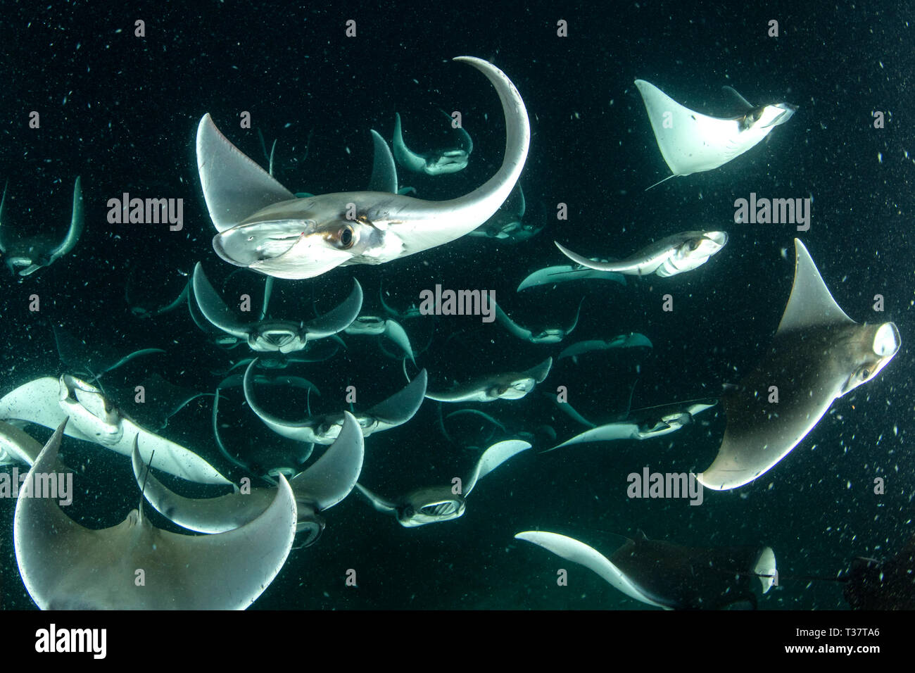 Munks Devil Ray feeding on plankton at night, Mobula munkiana, La Paz ...