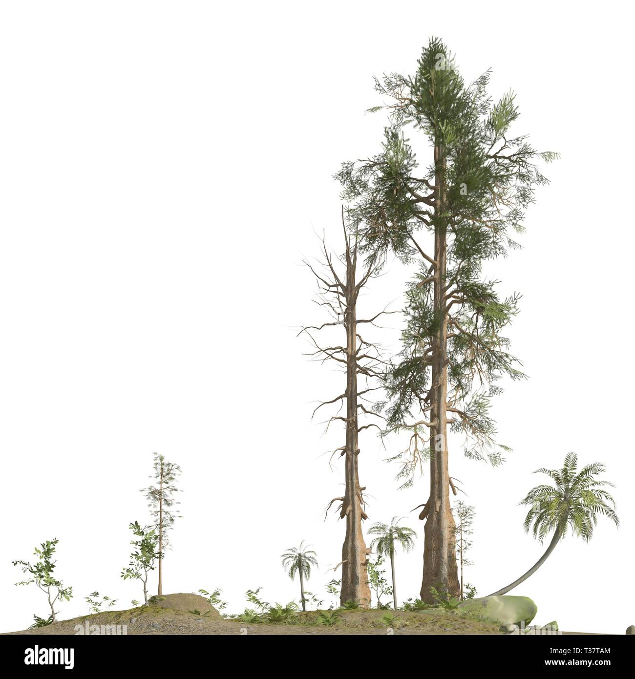 3D illustration trees of the mesozoic era isolated on white background ...