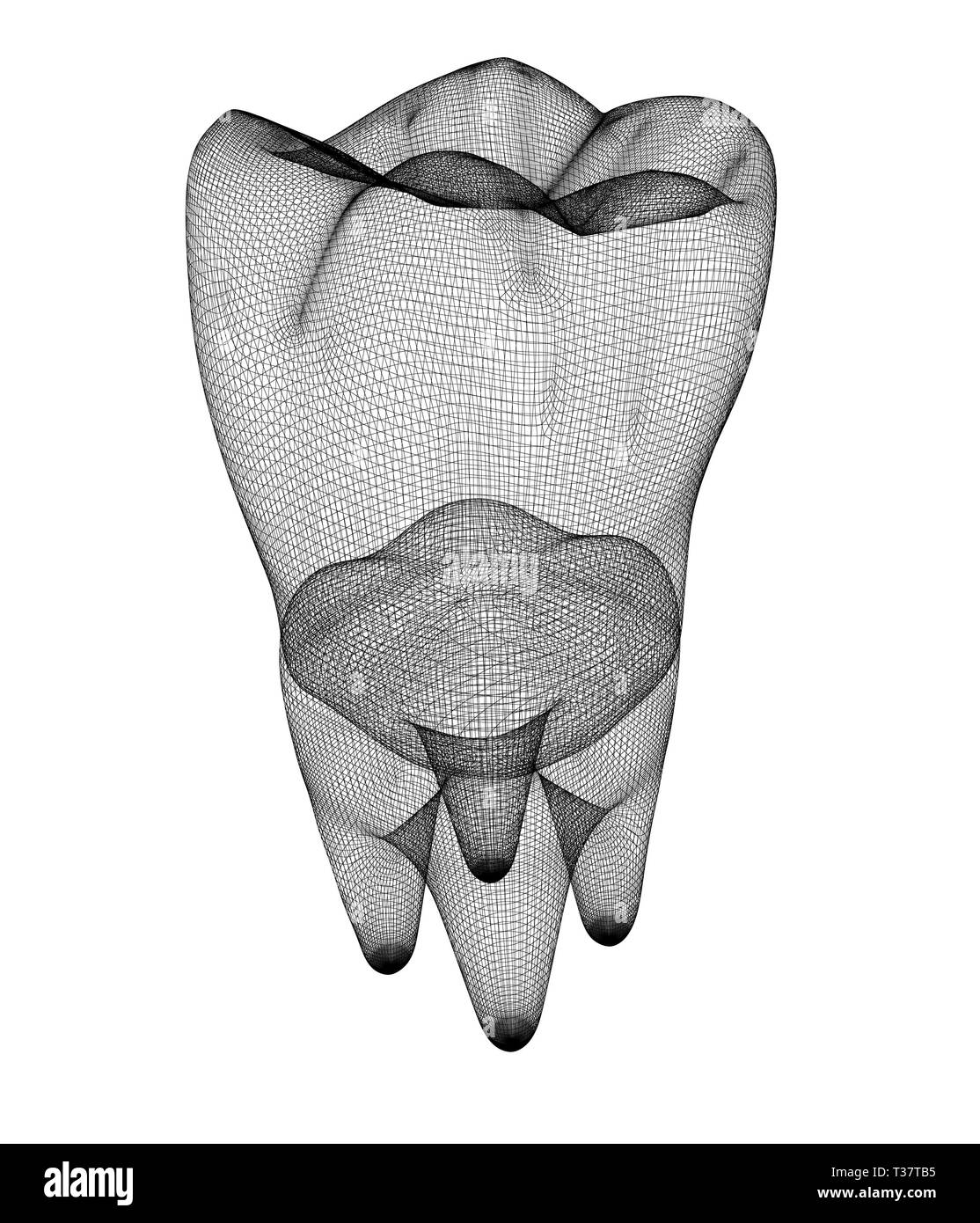 Mesh model of tooth. 3d illustration Stock Photo - Alamy