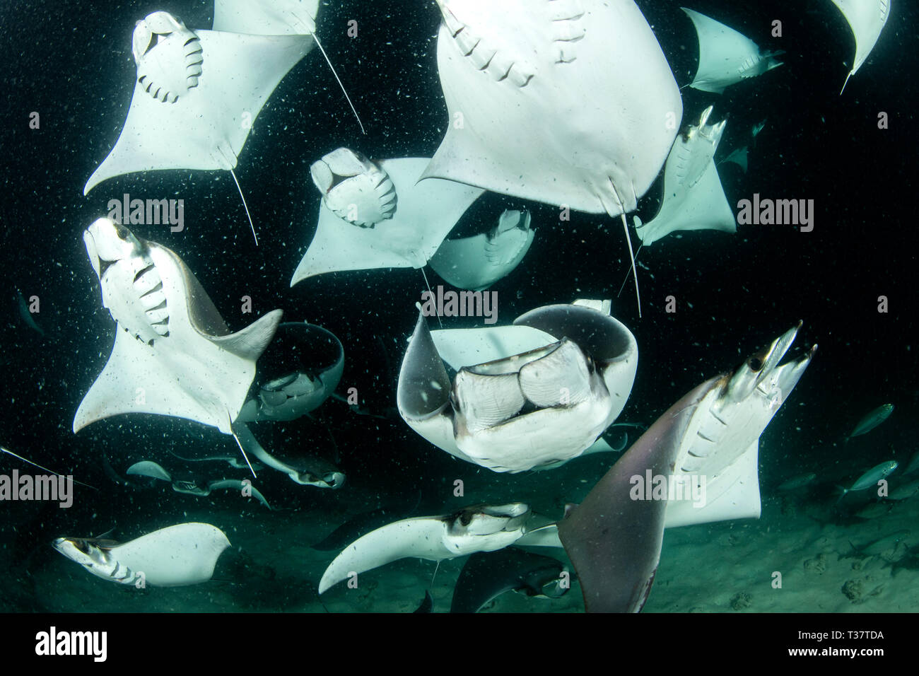 Munks Devil Ray feeding on plankton at night, Mobula munkiana, La Paz ...