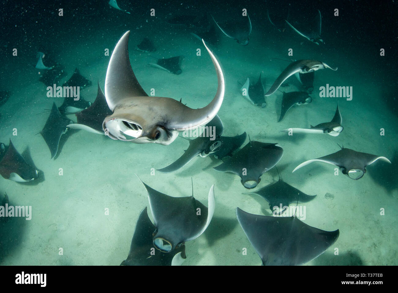 Munks Devil Ray feeding on plankton at night, Mobula munkiana, La Paz ...