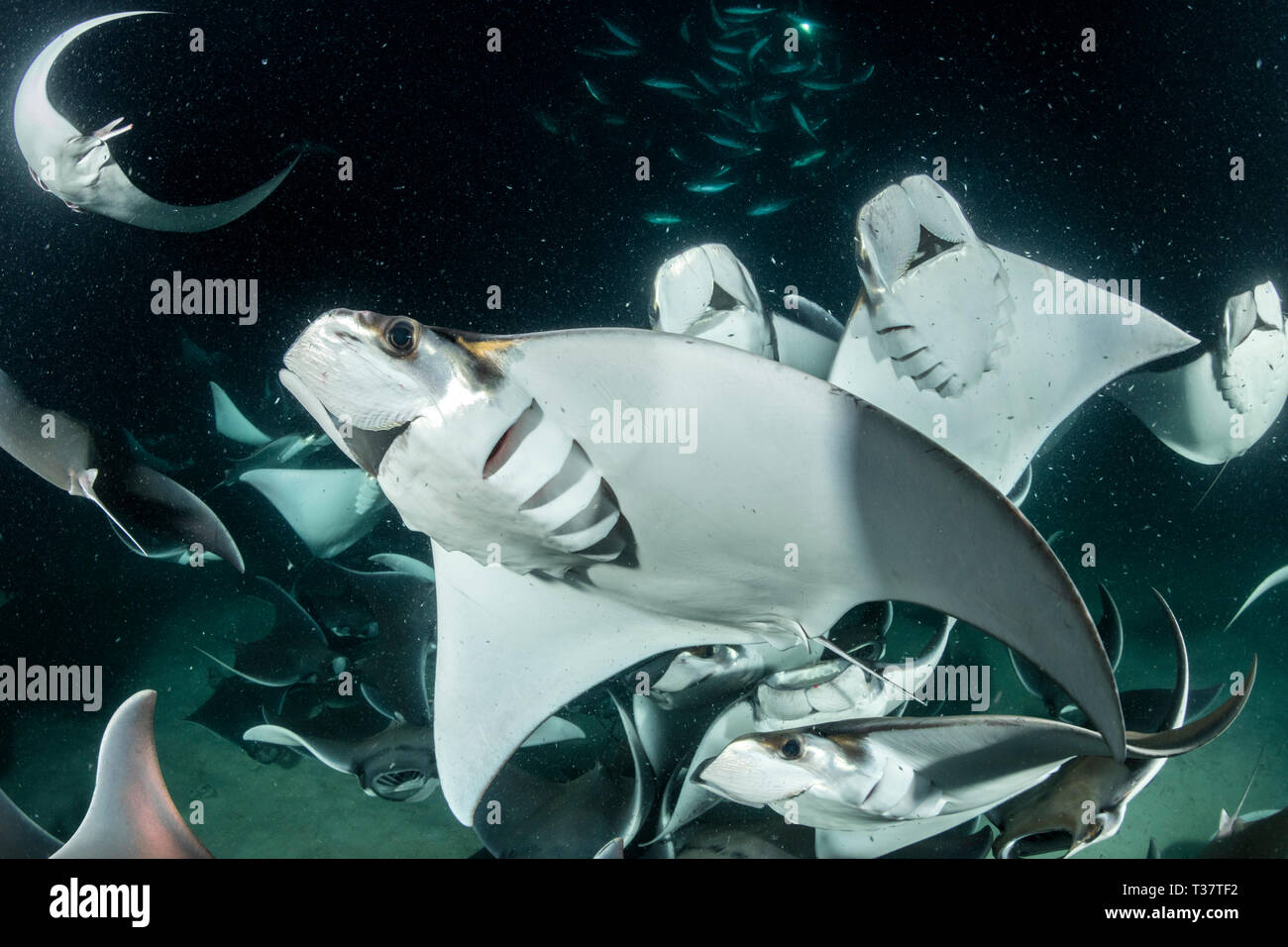 Munks Devil Ray feeding on plankton at night, Mobula munkiana, La Paz ...