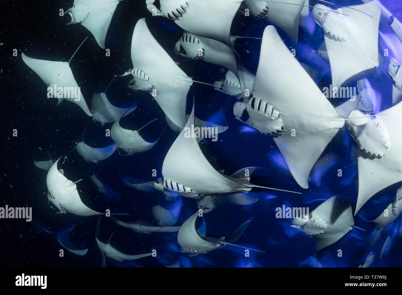 Munks Devil Ray feeding on plankton at night, Mobula munkiana, La Paz ...