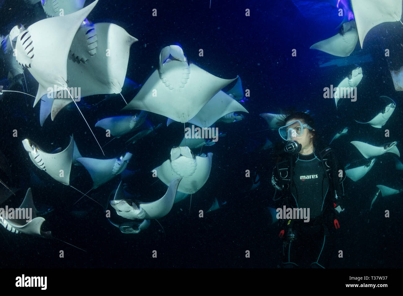 Munks Devil Ray feeding on plankton at night, Mobula munkiana, La Paz ...