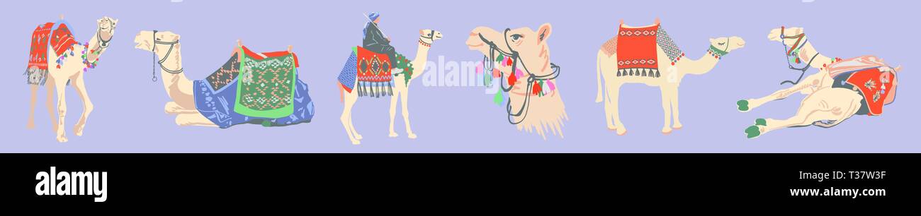 set of egyptian camel decorated with bright carpets and ornaments in ...