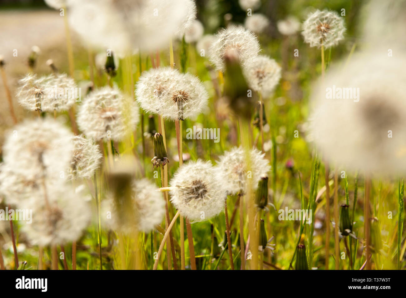 Grass flowers blow in wind hi-res stock photography and images - Alamy